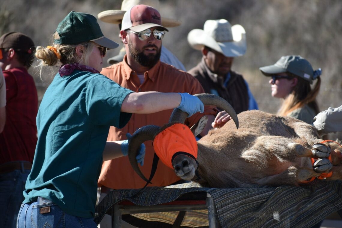 Wildlife researchers exploring wildlife interactions in West Texas - SUL ROSS
